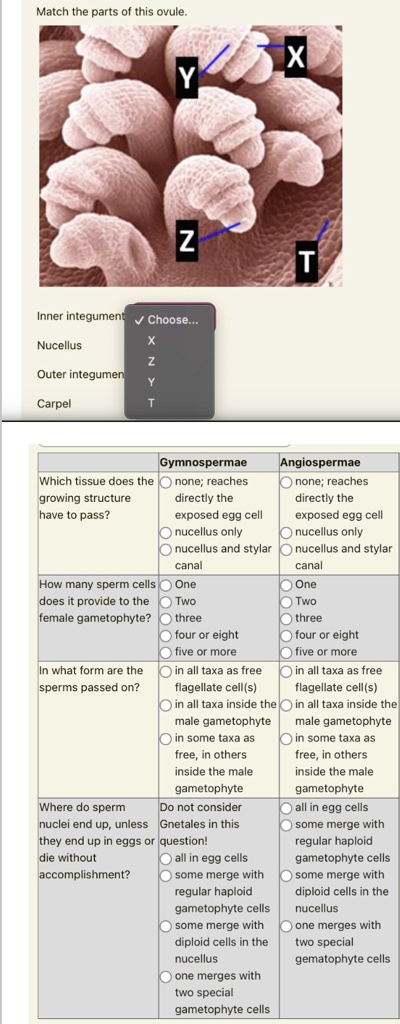 match the parts of this ovule inner integument nucellus outer ...