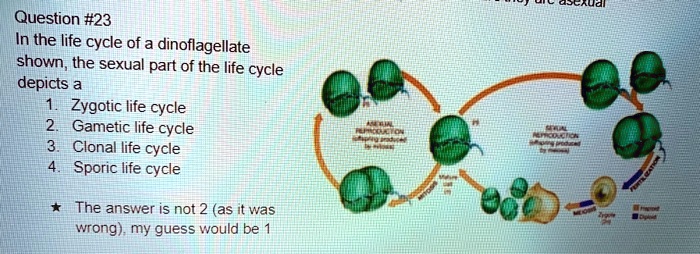 question 23 in the life cycle of a dinoflagellate shown the sexua part ...