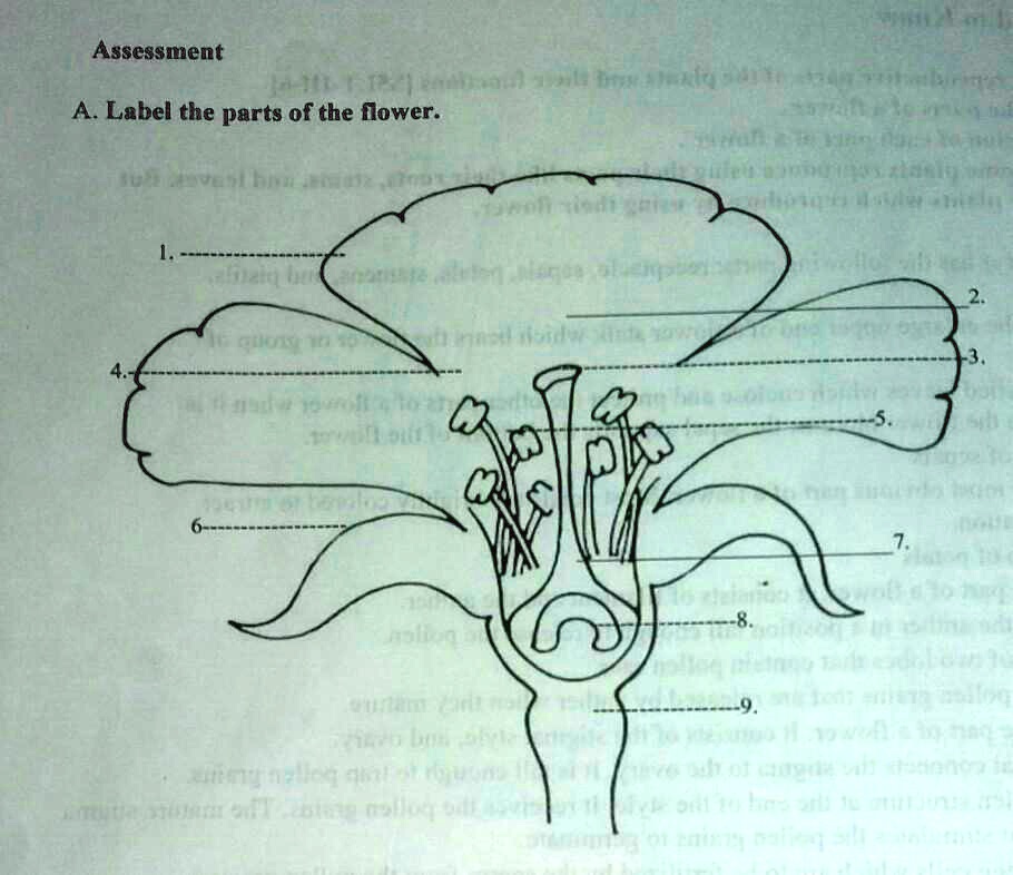 Assessment A: Label the parts of the flower. PLEASE GUYS, HELP ME ...