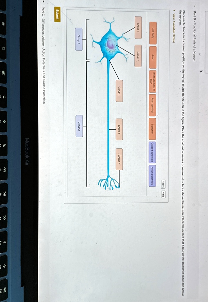 Part B Functional Parts of a Neuron Place each choice in its correct ...