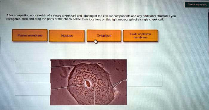After completing your sketch of a single cheek cell and labeling of the ...