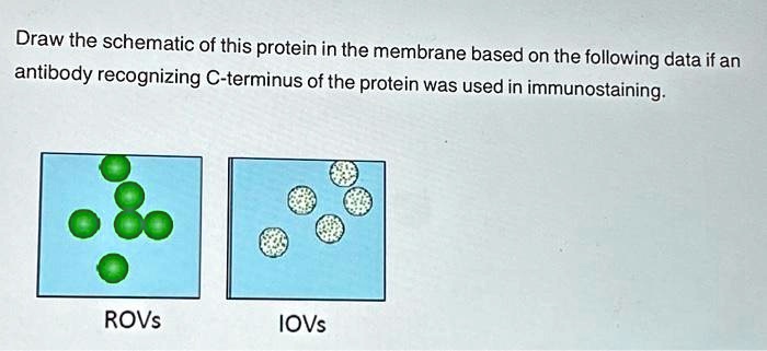 Texts Need Help Asap Draw The Schematic Of This Protein In The