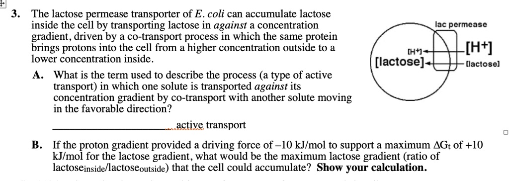 3. The lactose permease transporter of E. coli can...