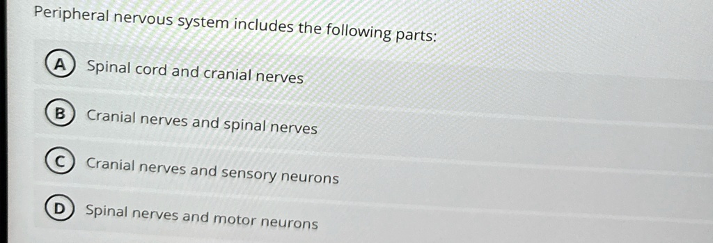 Peripheral nervous system includes the following parts: A Spinal cord ...