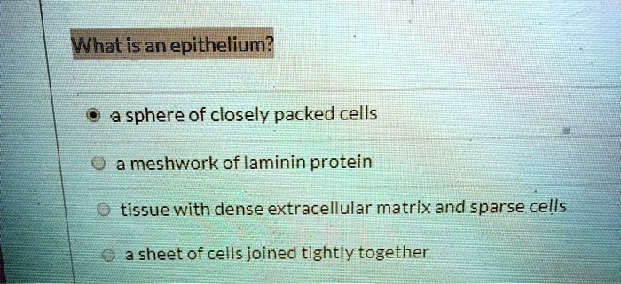 SOLVED: What isan epithelium? sphere of closely packed cells a meshwork ...