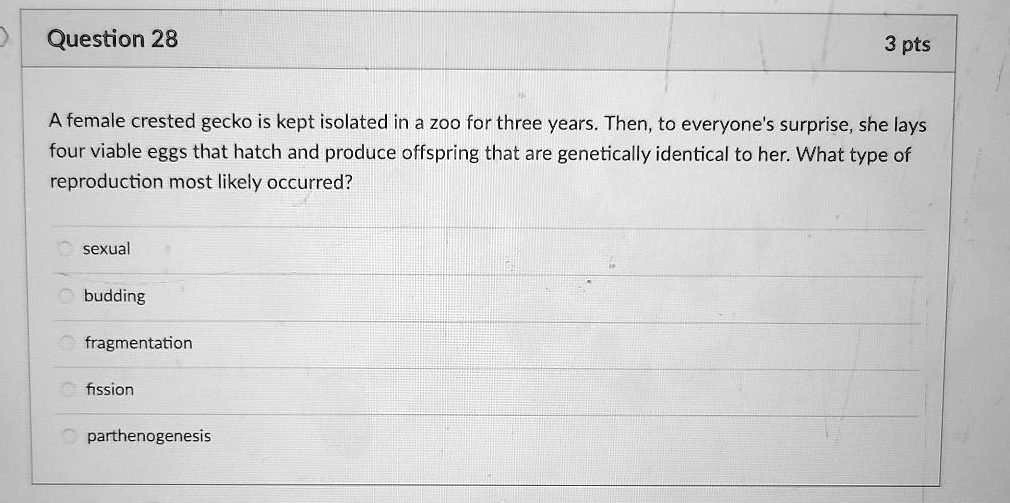 SOLVED: Question 28 3 pts A female crested gecko is kept isolated in a ... SOLVED: Question 28 3 pts A female crested gecko is kept isolated in a ...
