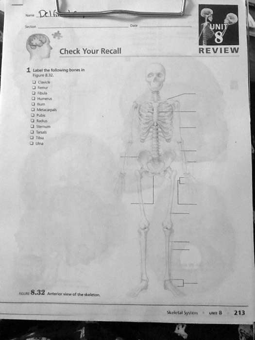 Name Section Check Your Recall 1 Label the following bones...
