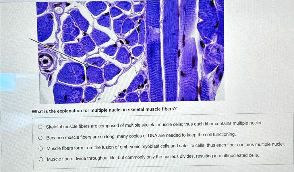 What is the explanation for multiple nuclei in skeletal muscle fibers ...