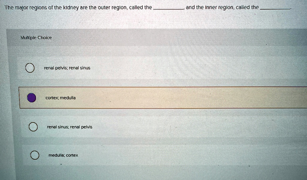 the major regions of the kidney are the outer region called the and the ...