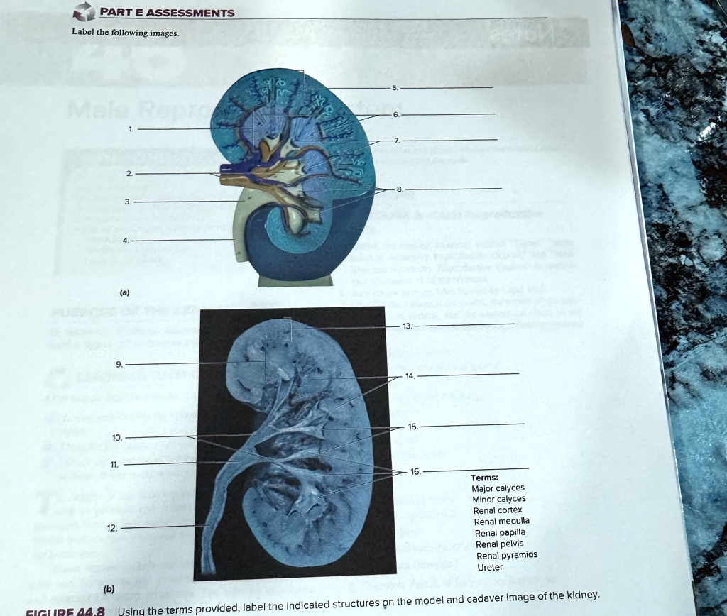 part e assessments label the following images 1 2 3 4 a 13 9 14 15 10 ...