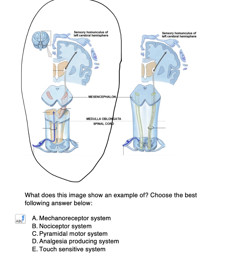 Sensory homunculus of left cerebral hemisphere Sensory homunculus of ...