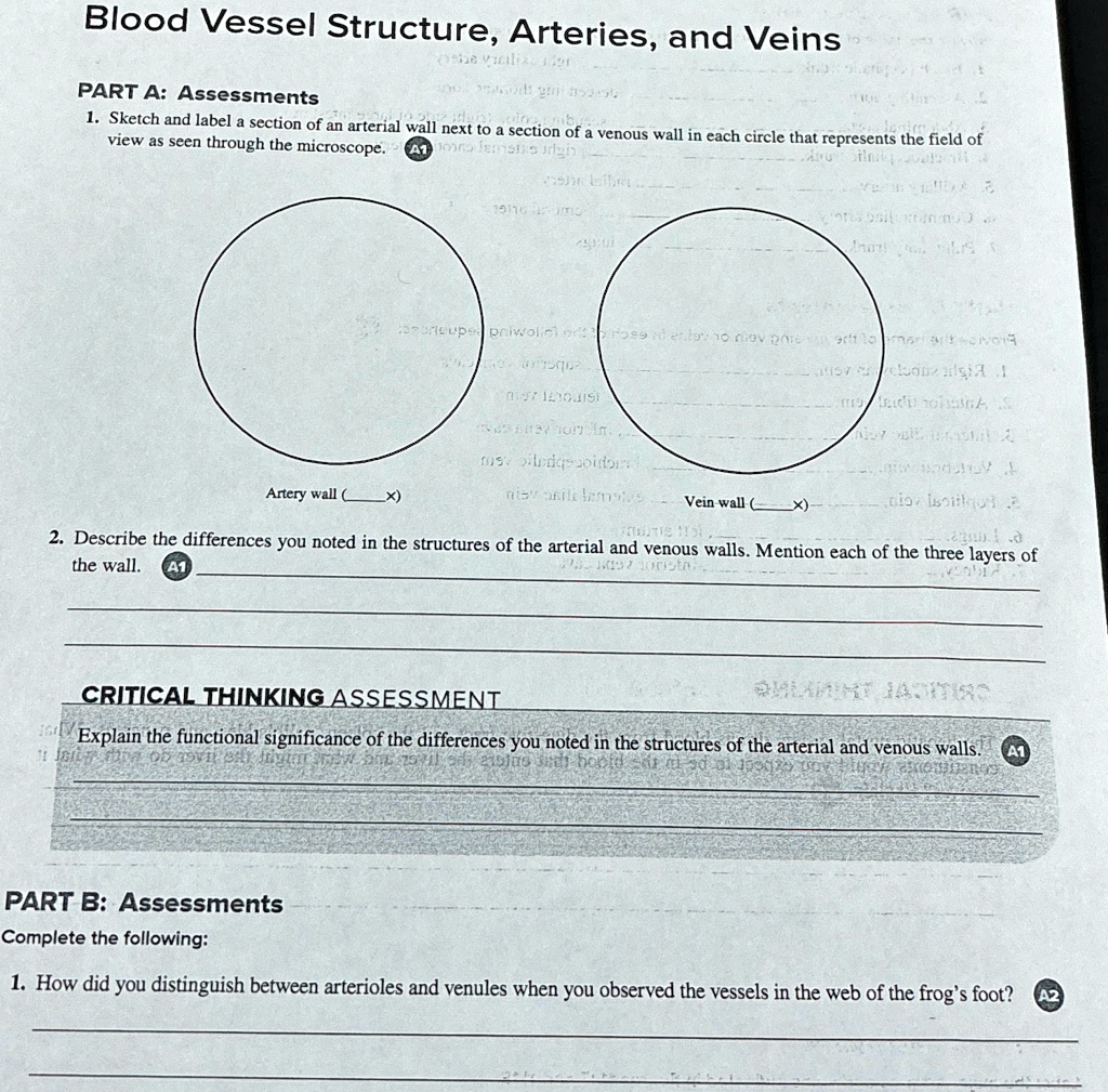 Blood Vessel Structure, Arteries, and Veins PART A: Assessments 1 ...