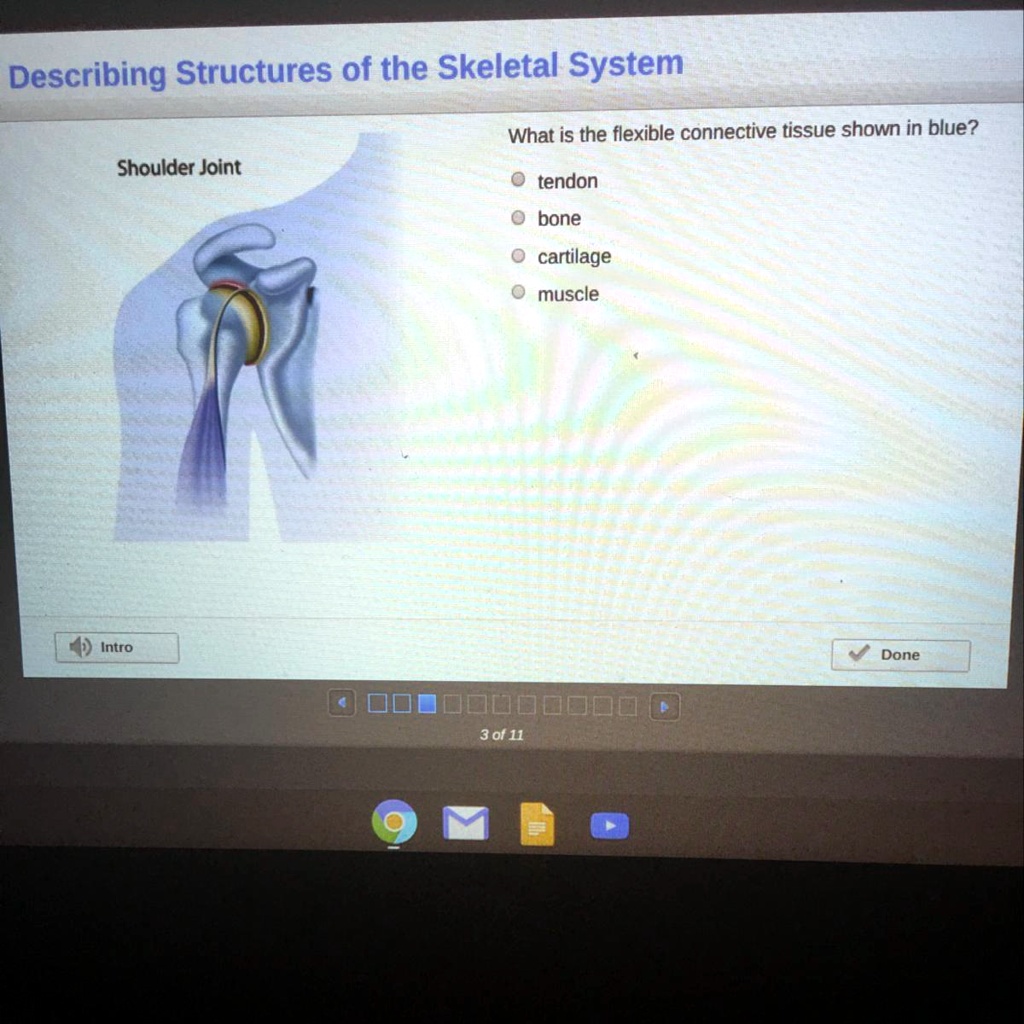 Describing Structures of the Skeletal System Shoulder Joint What is the ...