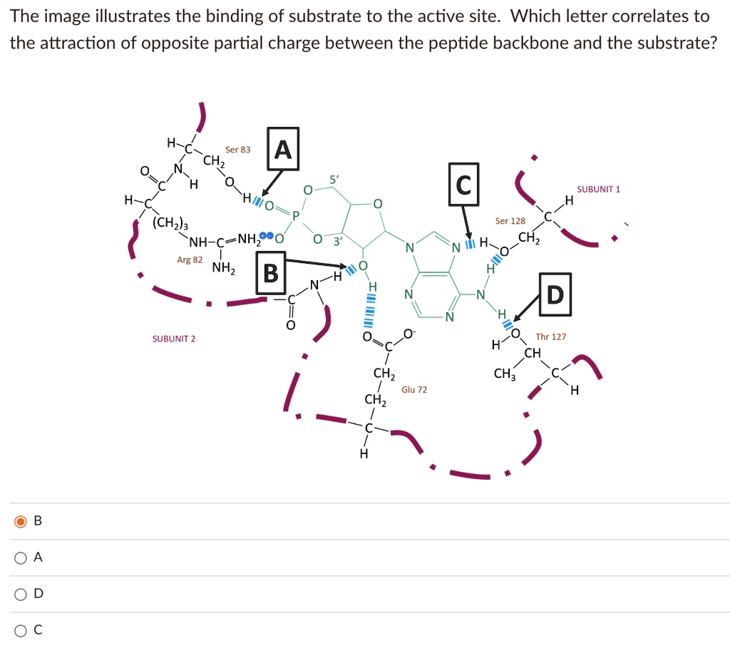 The image illustrates the binding of substrate to the active site ...