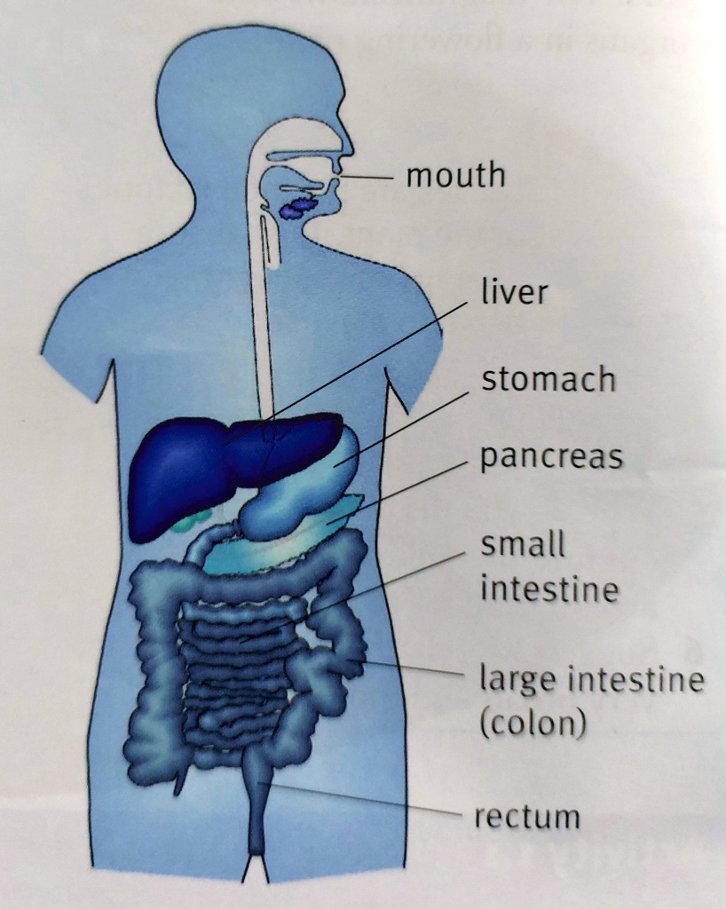 SOLVED: 'Look at the diagram of the digestive system. Write down, in order, the organs that food ...