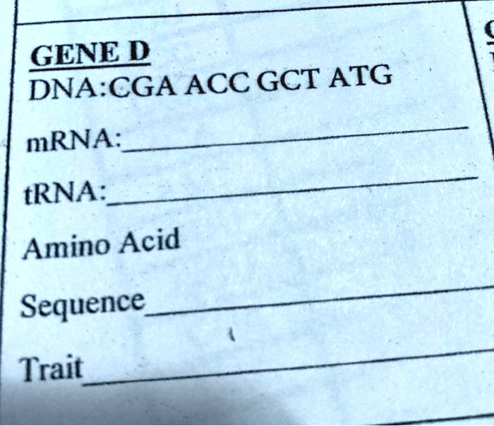 GENE DNA: CGA ACC GCT ATG mRNA: tRNA: Amino Acid Sequence Trait