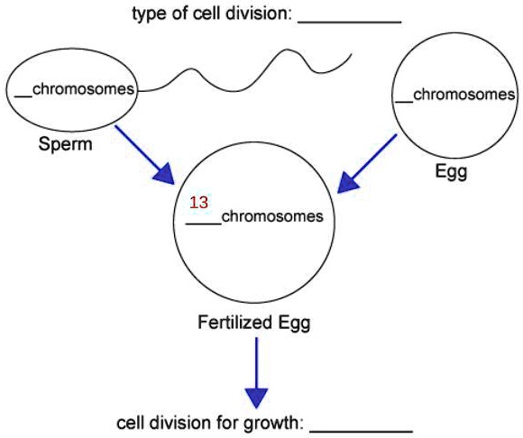 SOLVED: 'Frogs have 13 pairs of chromosomes. Complete this model by ... SOLVED: 'Frogs have 13 pairs of chromosomes. Complete this model by ...