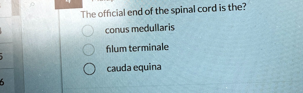 the official end of the spinal cord is the conus medullaris filum ...