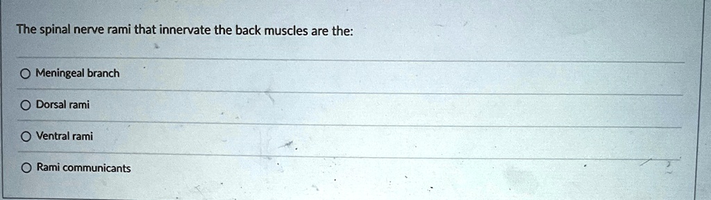 the spinal nerve rami that innervate the back muscles are the meningeal ...