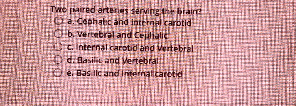 two paired arteries serving the brain a cephalic and internal carotid b ...