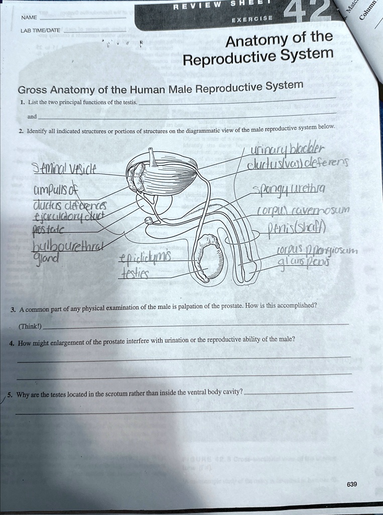 name lab timedate review sheet exercise 42 anatomy of the reproductive ...