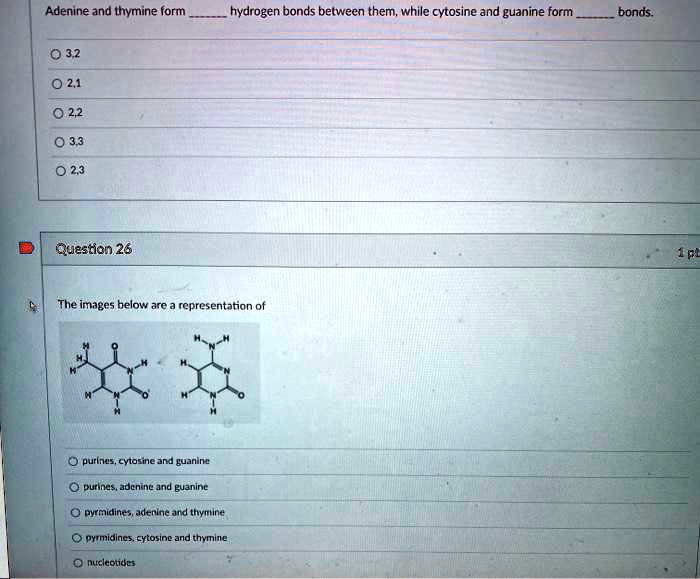 adenine and thymine form hydrogen bonds between them while cytosine and ...