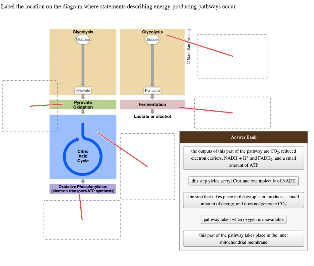 Label the location on the diagram where statements describing energy-producing pathways occur ...