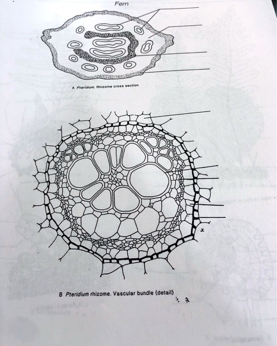 SOLVED: Raclon uhien Pteridium rhizome. Vascular bundle (detail)