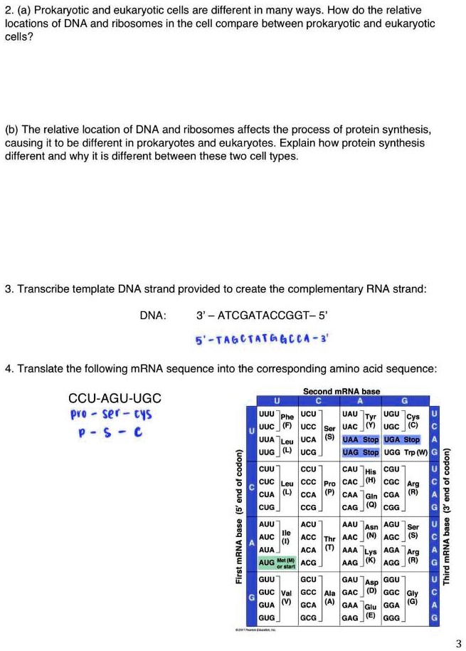 SOLVED: (a) Prokaryotic and eukaryotic cells are different in many ways. How do the relative ...
