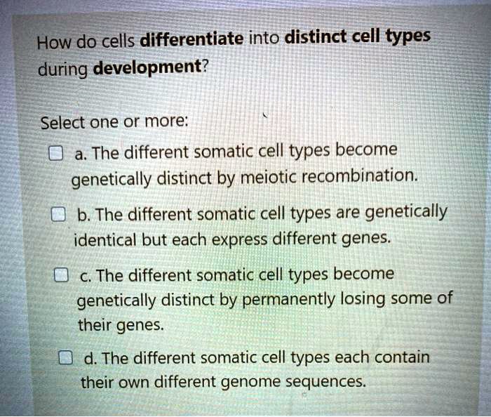 how do cells differentiate into distinct cell types during development ...