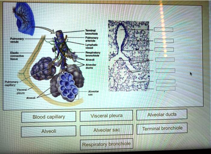 Pulmonary venule Elastic connective tissue Terminal bronchiole ...