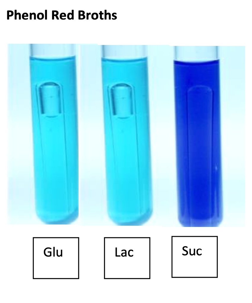 SOLVED: Phenol Red Fermentation -Question options: Glucose + Glucose ...