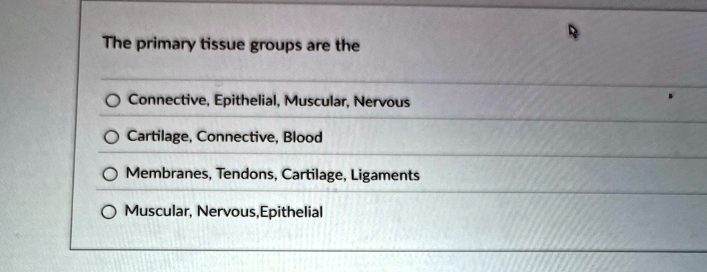The primary tissue groups are the Connective, Epithelial, Muscular ...