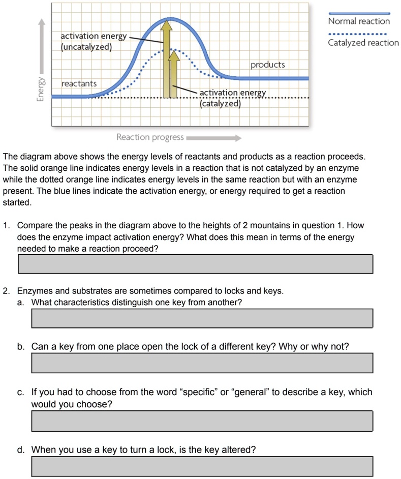 Energy activation energy (uncatalyzed) reactants products activation ...