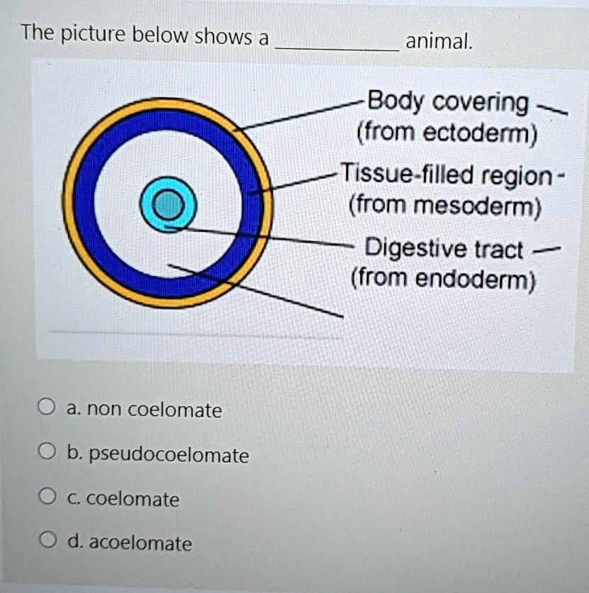 SOLVED: The picture below shows an animal: Body covering (from ectoderm ...