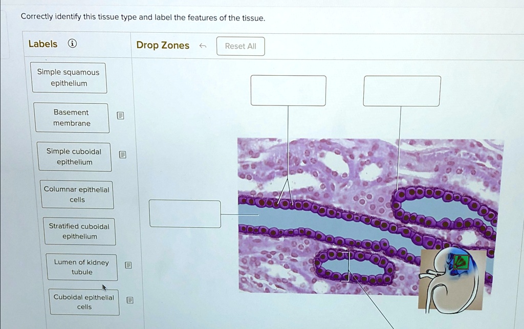 correctly identify this tissue type and label the features of the tissue labels drop zones ...