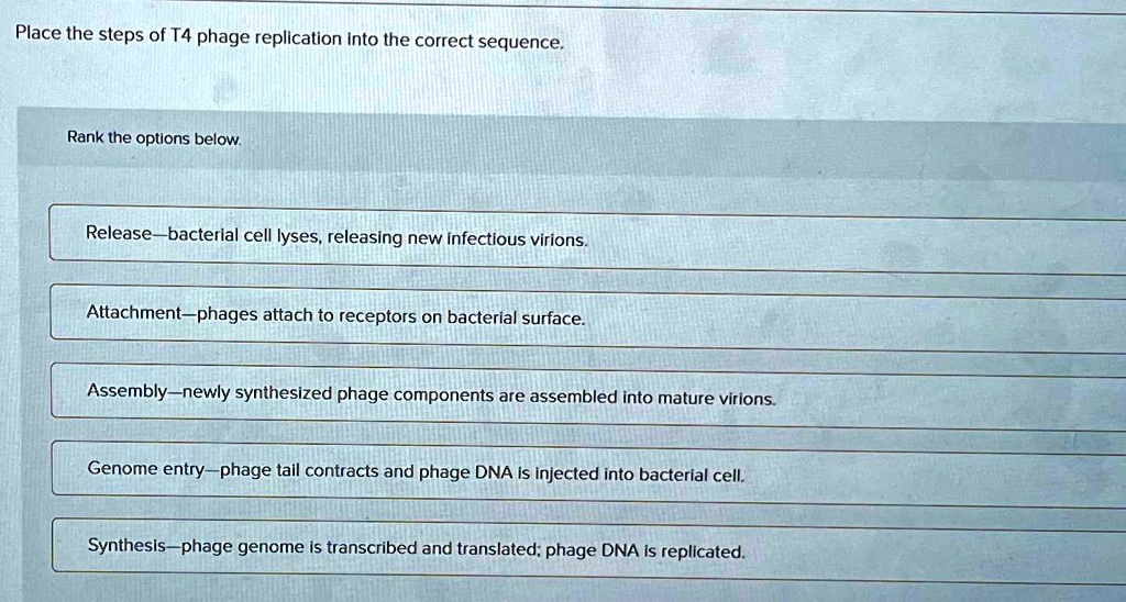 Place the steps of T4 phage replication into the correct sequence. Rank ...