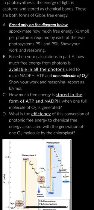 In photosynthesis, the energy of light is captured and stored as ...