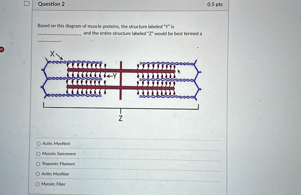 question 2 based on this diagram of muscle proteins the structure ...