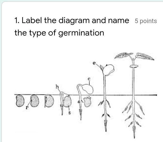 SOLVED: 'Label the diagram and name the type of germination'
