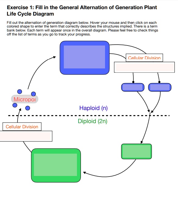 Exercise 1: Fill in the General Alternation of Generation Plant Life Cycle Diagram Fill out the ...