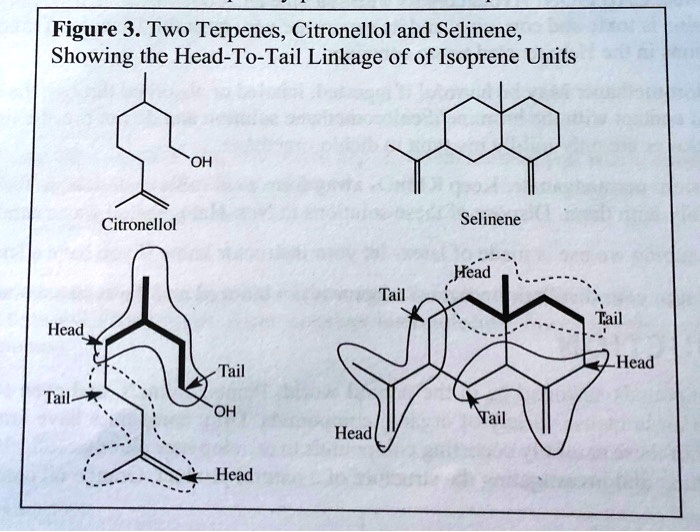 figure 3 two terpenes citronellol and selinene showing the head to tail ...
