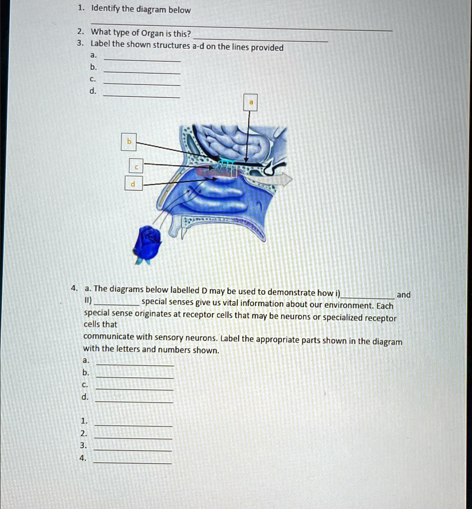 1. Identify the diagram below 2. What type of Organ is this? 3. Label ...