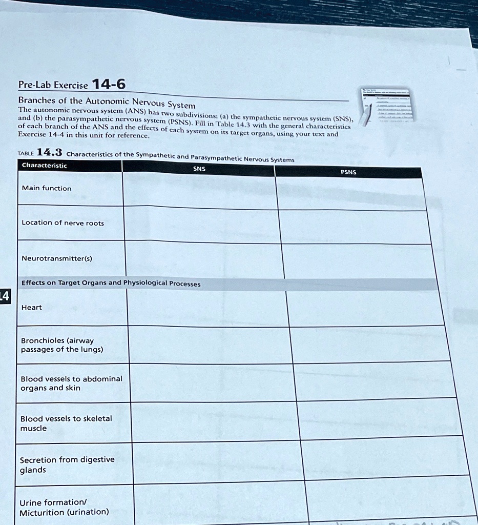 pre lab exercise 14 6 branches of the autonomic nervous system the ...