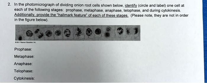 2. In the photomicrograph of dividing onion root cells shown below ...