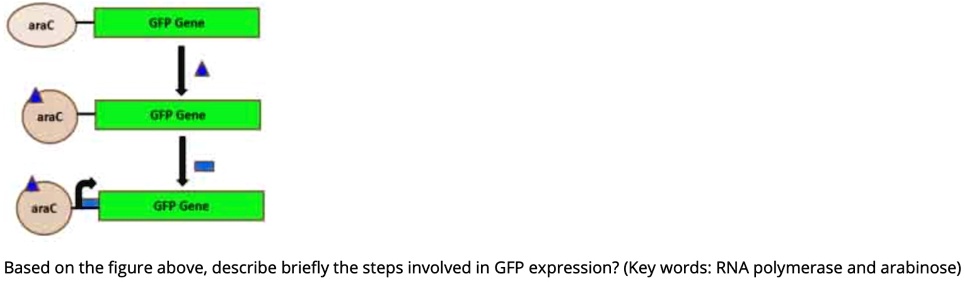 SOLVED: arac GFP Gana arc GFPGent urac GFP Gene Based on the figure ...