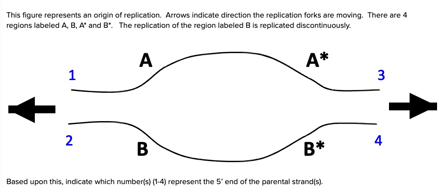 This figure represents an origin of replication. Arrows indicate ...