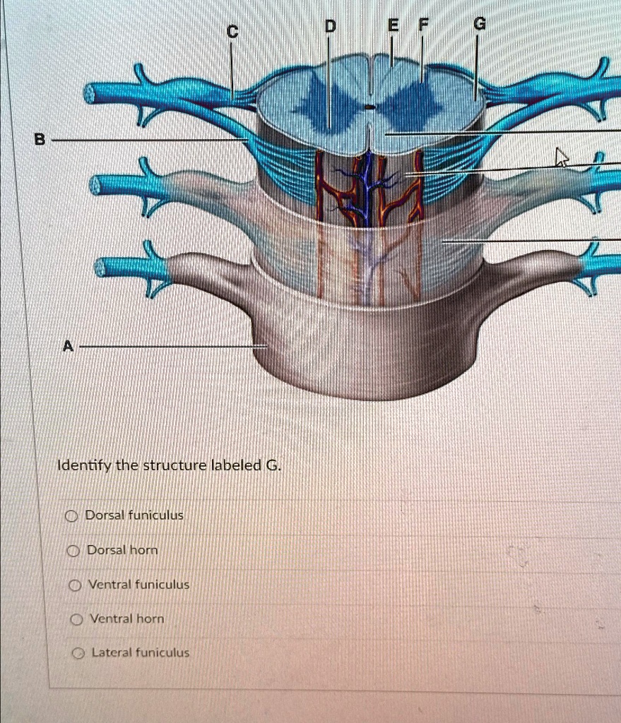 SOLVED: Identify the structure labeled G. Dorsal funiculus Dorsal horn ...