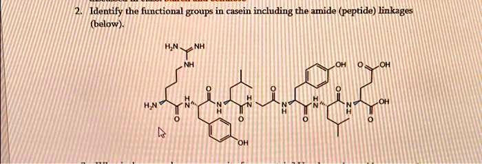 SOLVED: 2. Identify the functional groups in casein including the amide ...