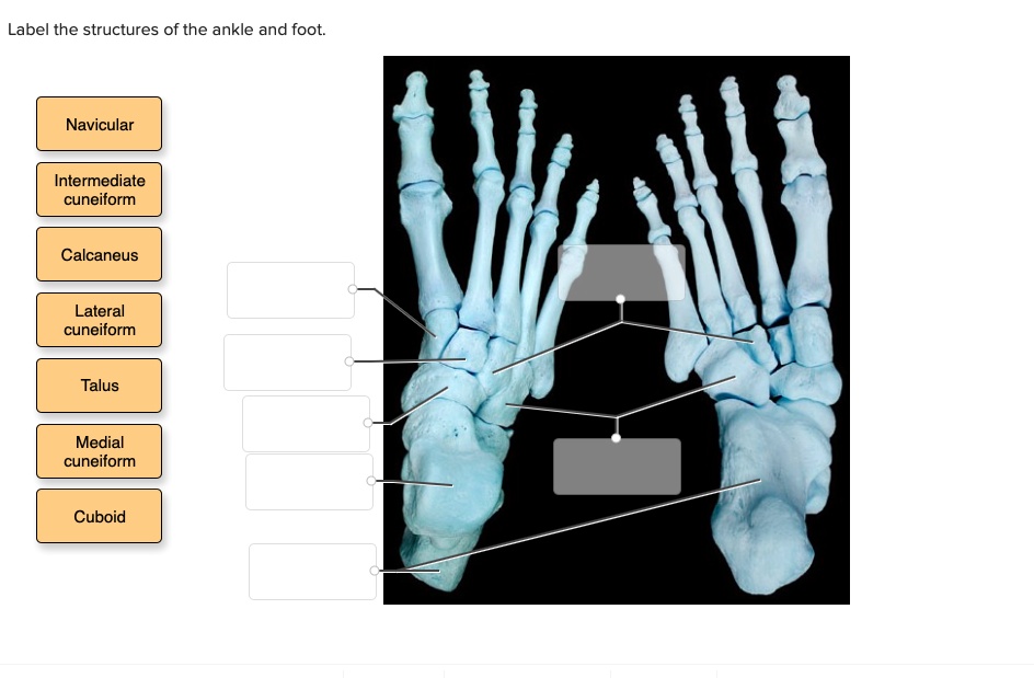 Label the structures of the ankle and foot. Navicular Intermediate ...